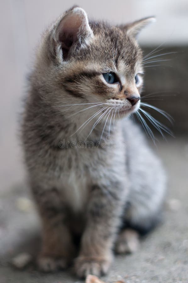 Portrait of young kitty stock photo. Image of comfortable - 32013728