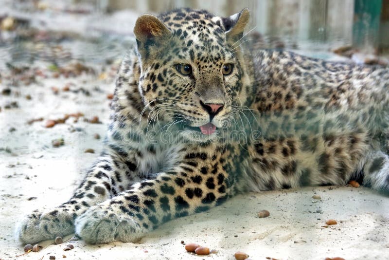 Portrait of a Young Leopard Stock Image - Image of natural, feline ...