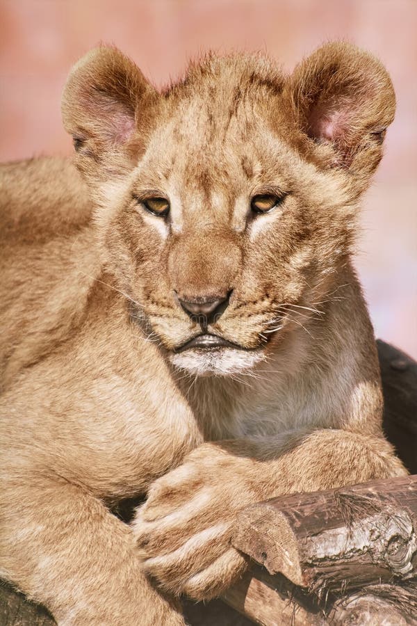 Portrait of Young Lion stock photo. Image of lying, panthera - 79067320