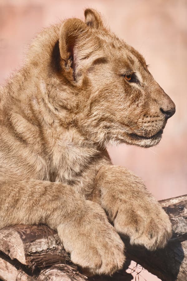 Portrait of Young Lion stock photo. Image of lying, predator - 115000428