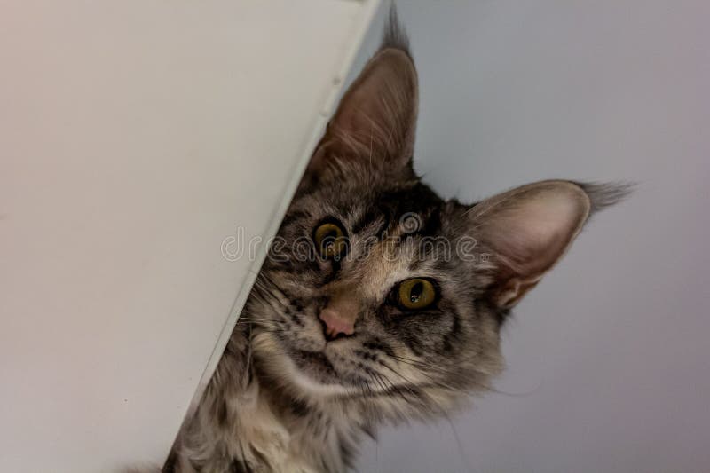 Portrait of a Young Maine Coon C Stock Image - Image of purebred, coon ...