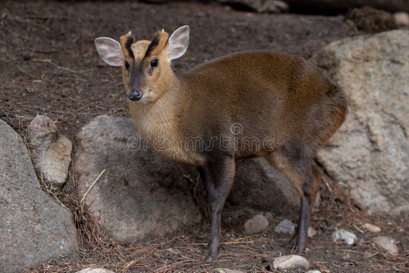 Portrait of a Young Male of Muntjac Deer Stock Image - Image of china ...