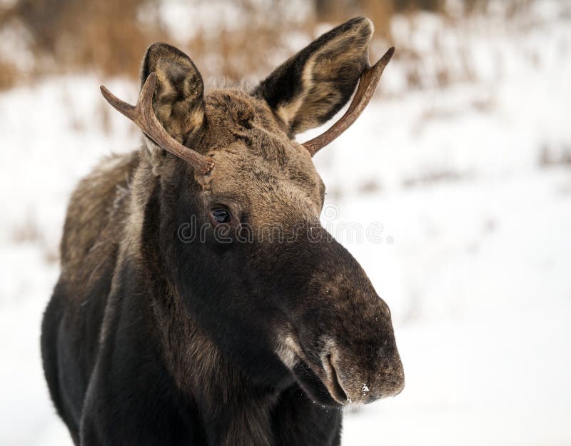 Portrait of a Young Moose in Winter Stock Image - Image of winter ...