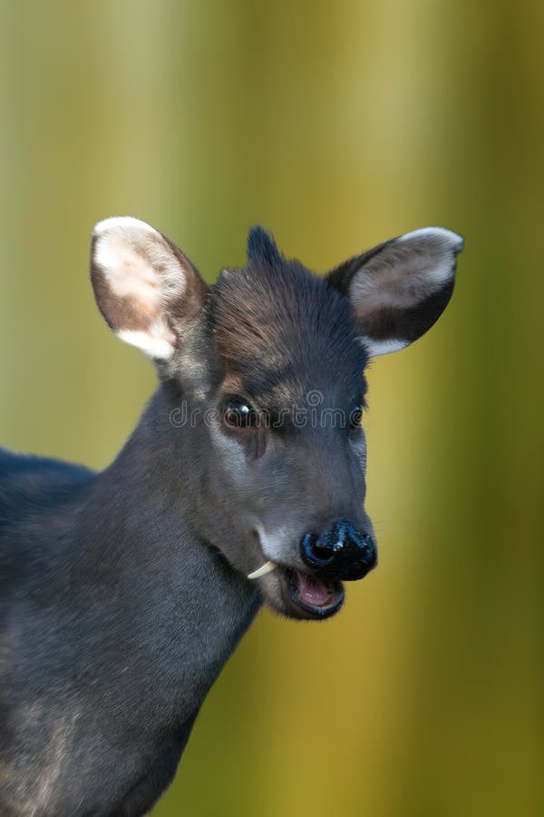 One Portrait of a Young Pretty Crested Deer Stock Photo - Image of ...