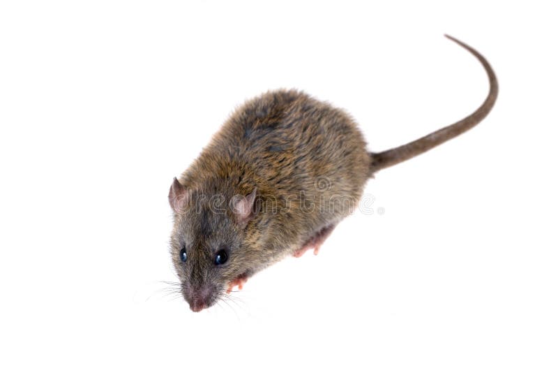 Brown Rat stock photo. Image of close, whiskers, cute - 9230784
