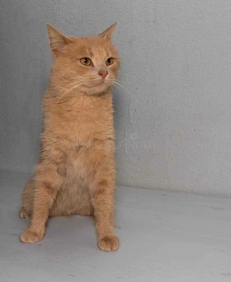 Portrait of a Young Red Cat. a Beautiful Red Cat with Orange Eyes Stock ...