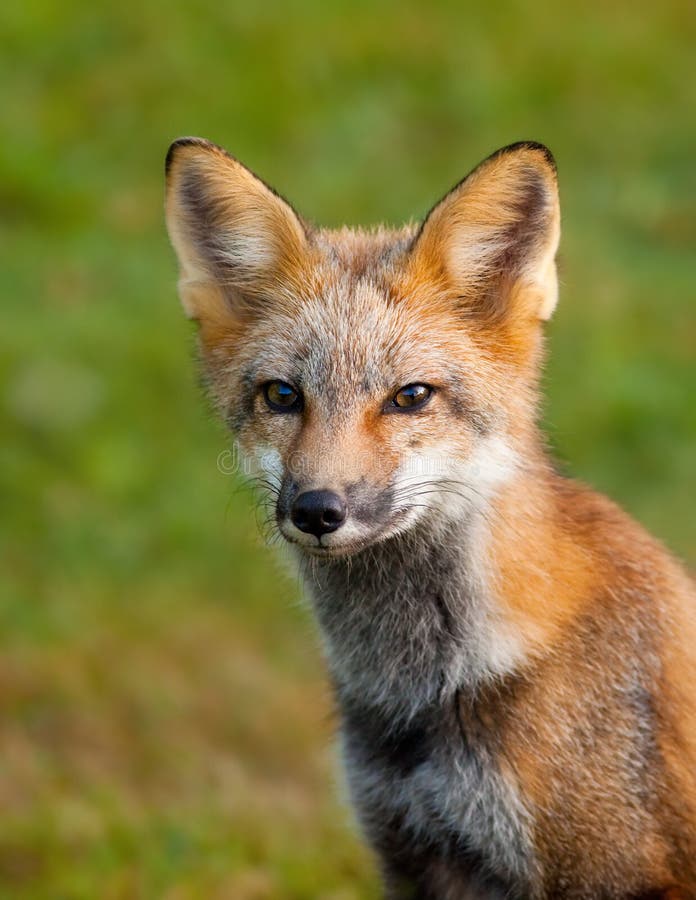 Portrait of a Young Red Fox Stock Photo - Image of close, summer: 10845998