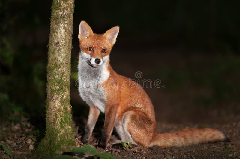 Portrait of a Young Red Fox Sitting in a Forest at Night Stock Image ...