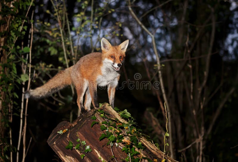 Portrait of a Young Red Fox Standing on a Tree in a Forest Stock Image ...