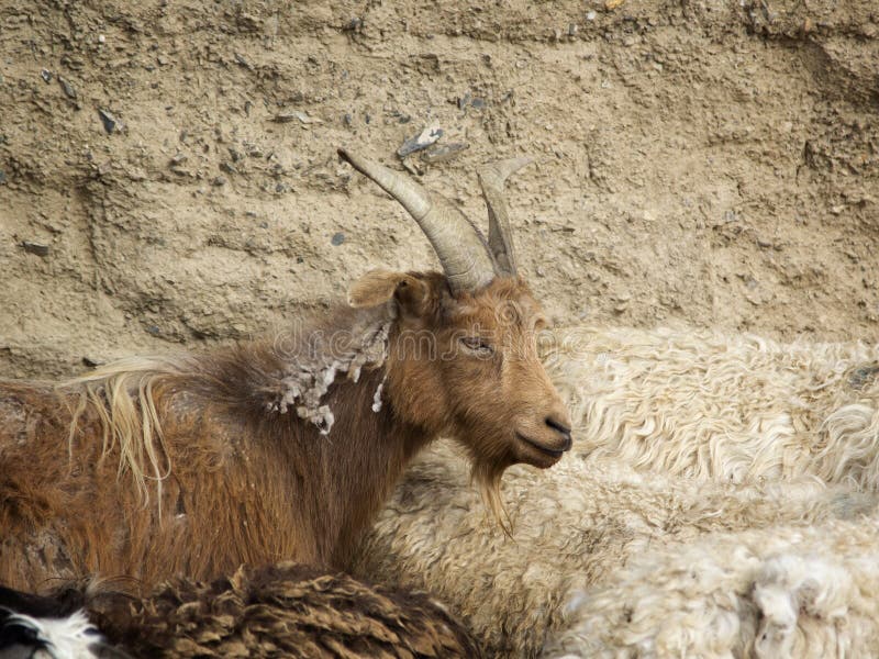 Red hair goat stock image. Image of landscape, closeup - 60274069