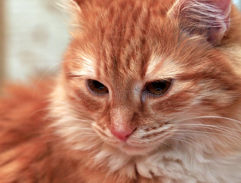 Portrait of a Young Red-haired Cats Stock Photo - Image of kitten, cute ...