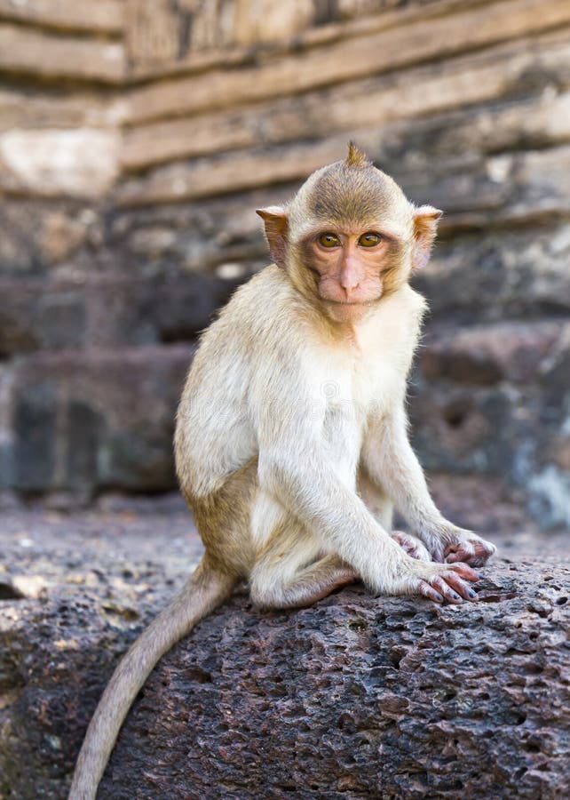 Portrait of Young Rhesus Macaque Monkey Stock Photo - Image of closeup ...