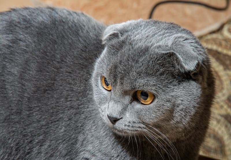 Portrait of Young Scottish Fold Cat, Gray Color Stock Image - Image of ...
