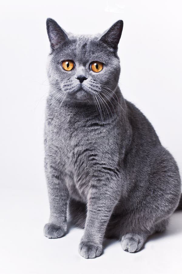 Portrait Of Young Short-haired British Gray Cat Stock Image - Image of ...