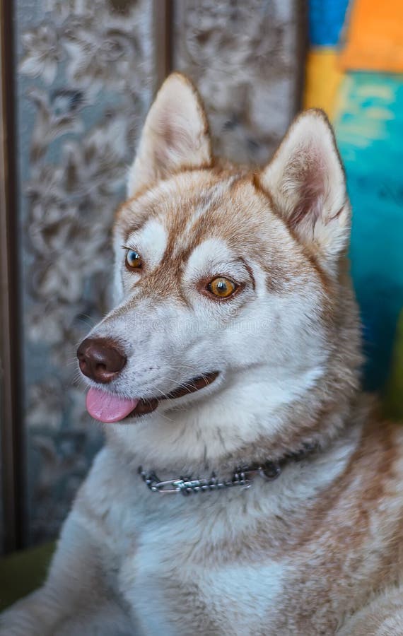Portrait of a Young Siberian Husky Indoors Stock Photo - Image of cute ...