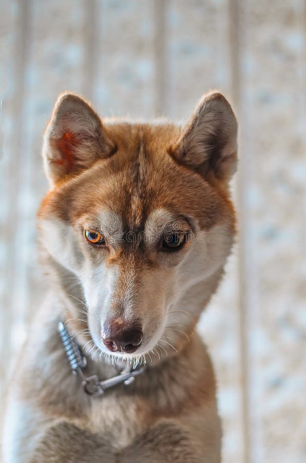 Portrait of a Young Siberian Husky Indoors Stock Image - Image of scene ...
