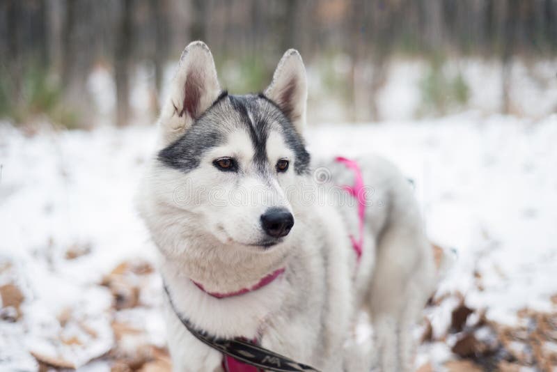 Portrait of Young Siberian Husky Looking Away Stock Photo - Image of ...