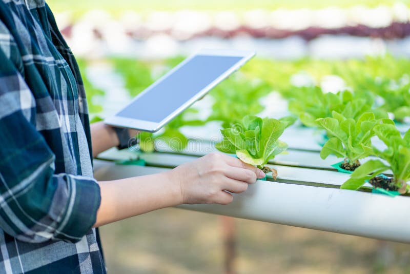 Farmer Using Digital Tablet Computer in Cultivated Corn Farm Fie Stock ...