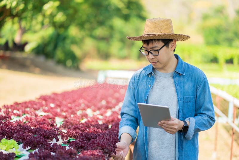 Farmer Using Digital Tablet Computer in Cultivated Corn Farm Fie Stock ...