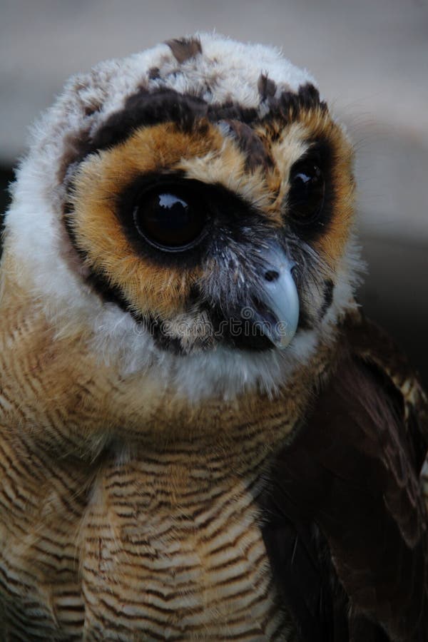 Brown Allocco - Trix Leptogrammica Order: Strigiformes, Family ...