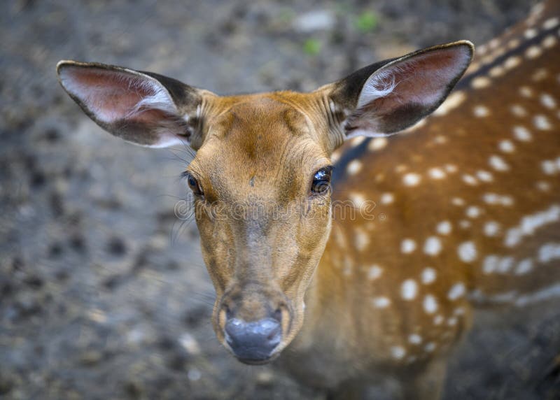 Portrait of a Young Spotted Fawn in a Forest Clearing Stock Photo ...