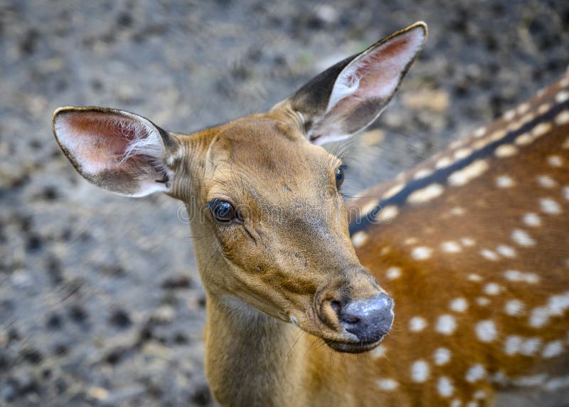 Portrait of a Young Spotted Fawn in a Forest Clearing Stock Image ...