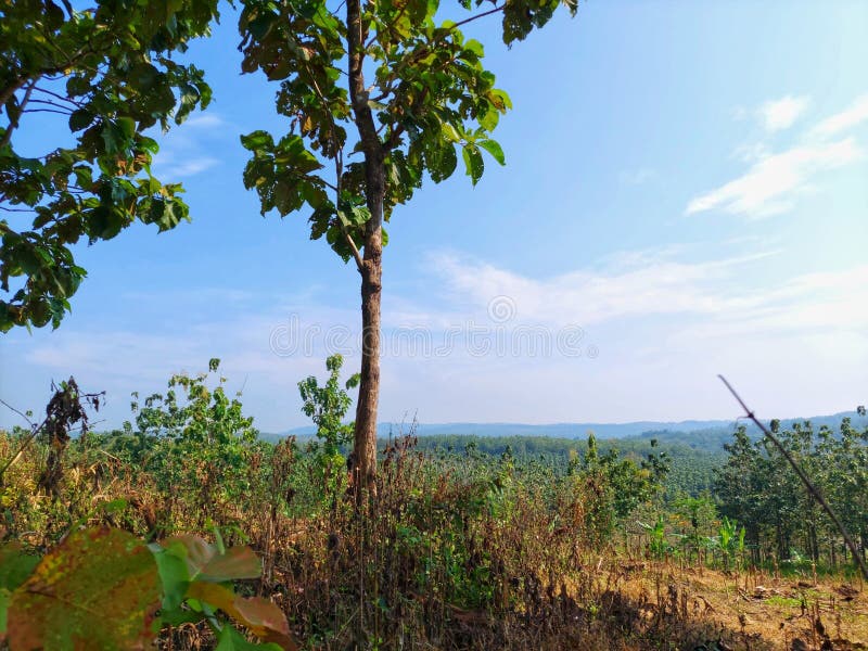 Portrait of a Young Teak Tree in the Forest Stock Image - Image of ...
