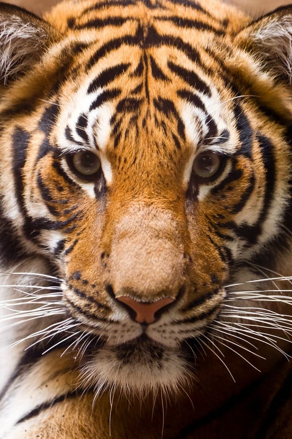 Portrait of young tiger stock image. Image of print, eyes - 35436825