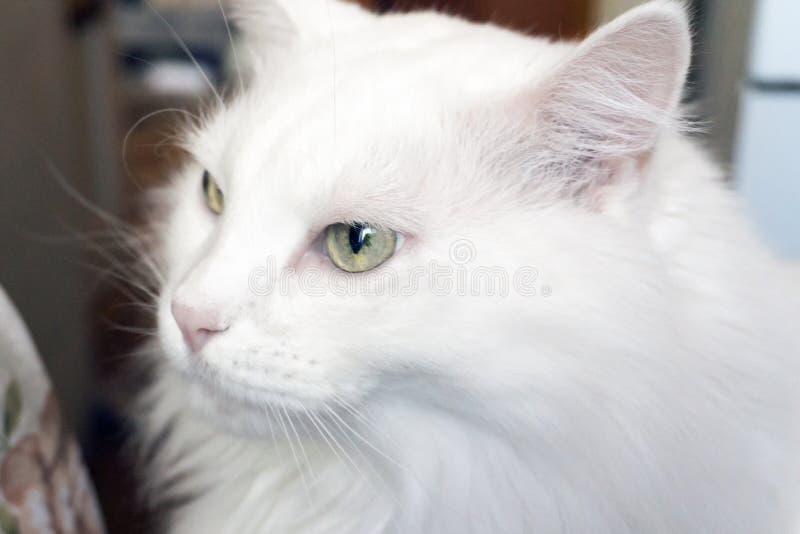 Portrait of a Young White Cat Angora Breed Stock Photo - Image of ...