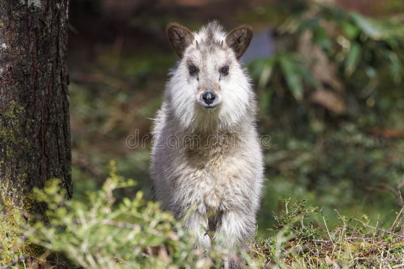 Portrait of Young Wild Japanese Serow in Japanese Forest Stock Photo ...