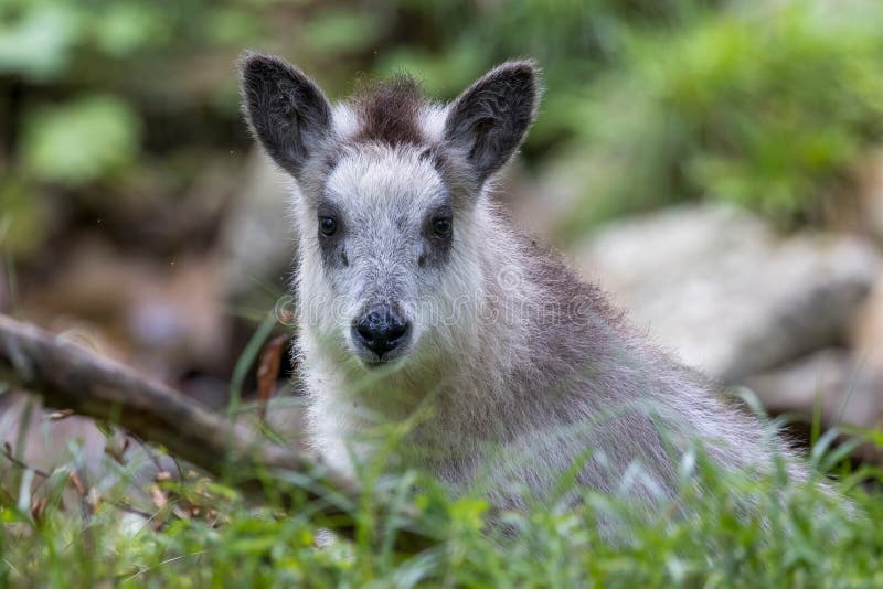 Portrait of Young Wild Japanese Serow in Japanese Forest Stock Photo ...