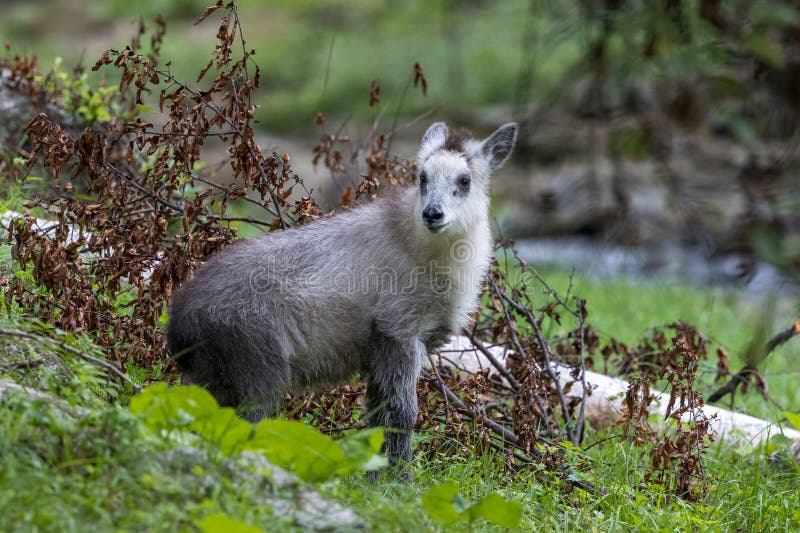 Portrait of Young Wild Japanese Serow in Japanese Forest Stock Photo ...