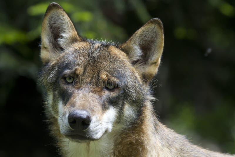 Portrait of young wolf stock image. Image of hunting - 20538989