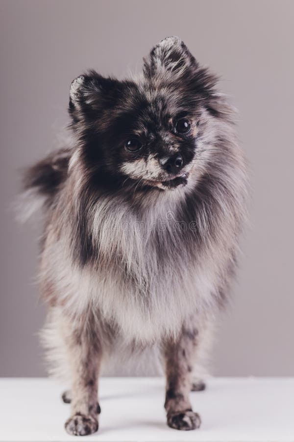Dark Grey Stone Tile Texture Brick Wall Surfaced. Stock Photo - Image ...