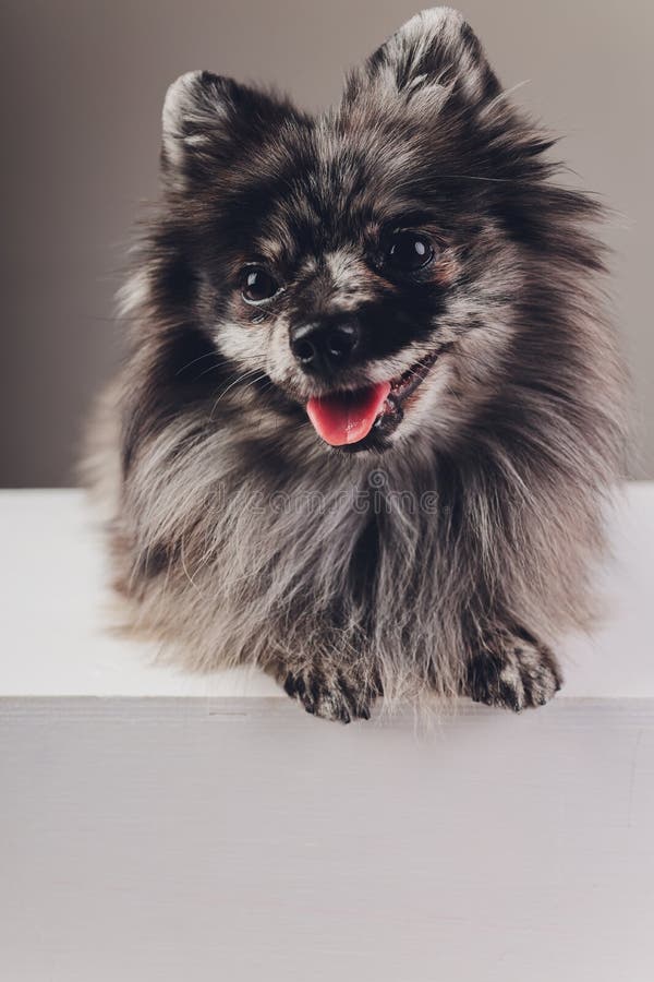 Dark Grey Stone Tile Texture Brick Wall Surfaced. Stock Photo - Image ...