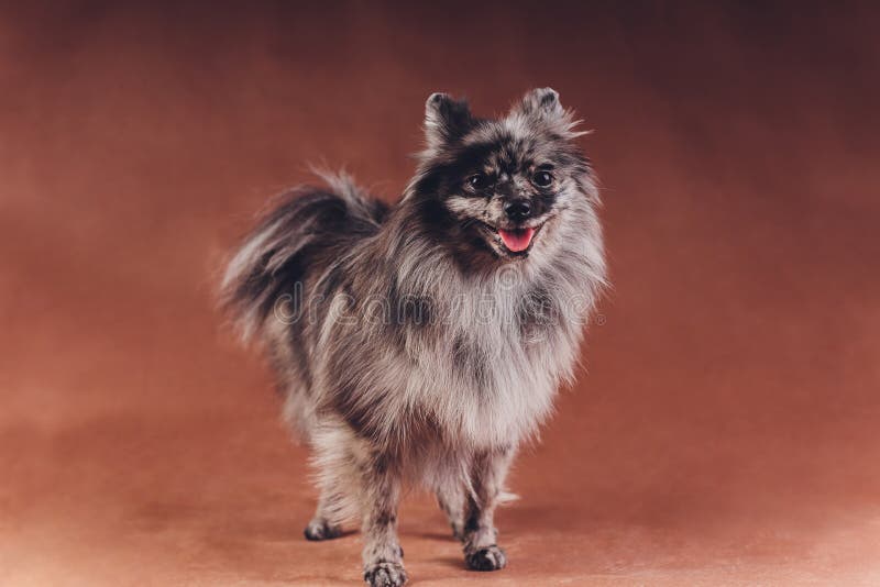 Dark Grey Stone Tile Texture Brick Wall Surfaced. Stock Photo - Image ...