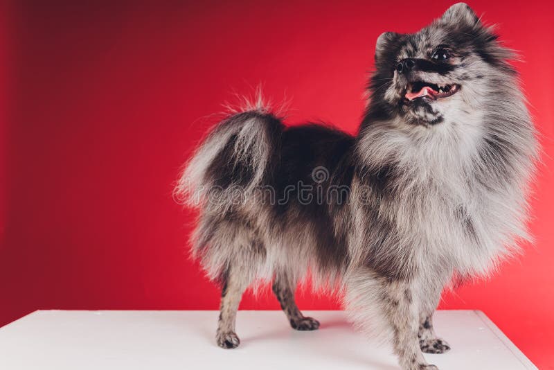 Portrait of a Young Wolf Spitz Shot in Studio on a Red Background ...