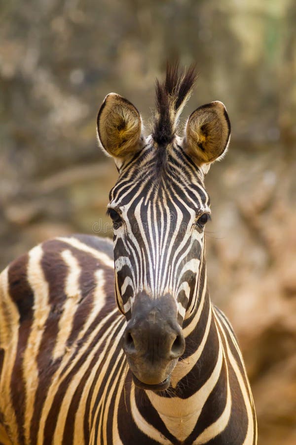 The Portrait of Zebra Eating Some Fruit Stock Photo - Image of portrait ...