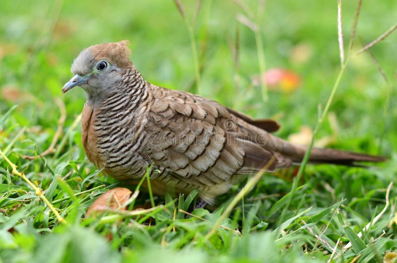 Zebra Dove and Two Baby Chicks Stock Photo - Image of dove, twigs ...