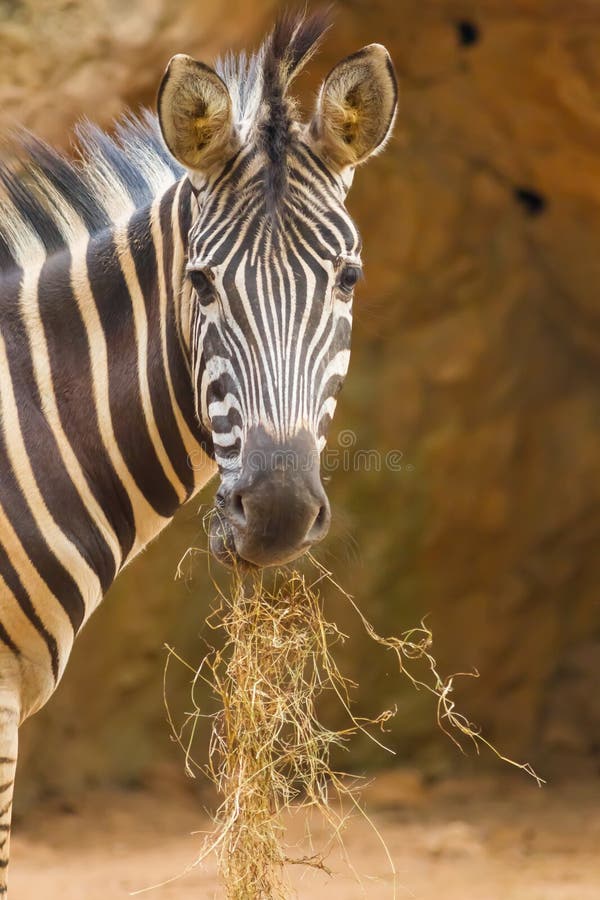 The Portrait of Zebra Eating Grass Stock Image - Image of outdoor ...