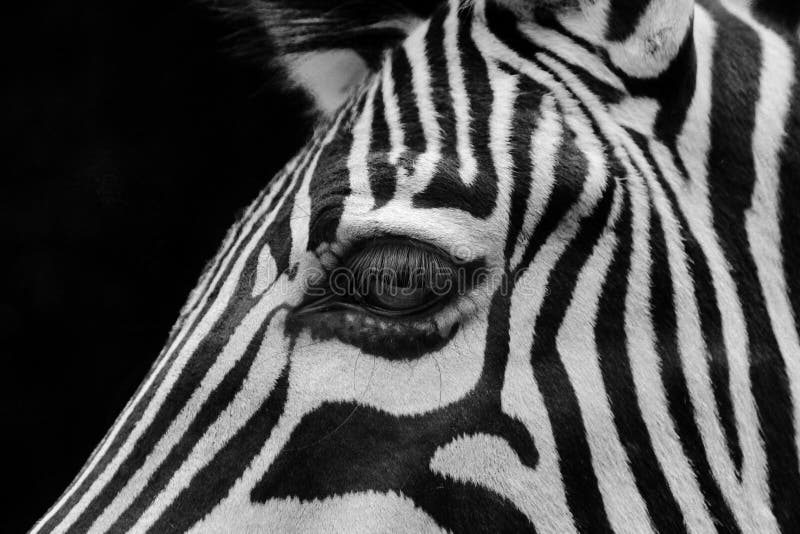 Portrait of zebra face stock photo. Image of background - 97870448