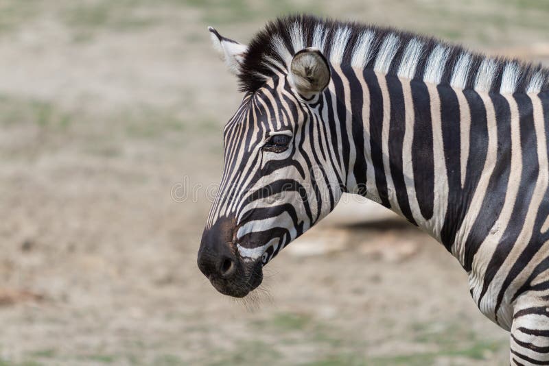 Zebra Hoof Print Stock Photos - Free & Royalty-Free Stock Photos from ...