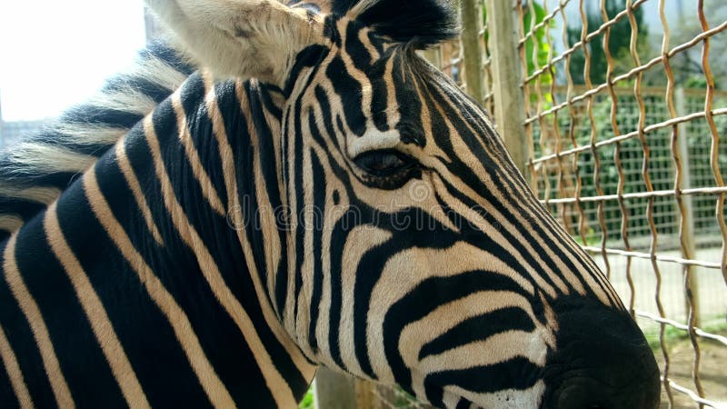 Portrait of Zebra Inside Enclosure Cage Looking at Camera in Zoo. Stock ...