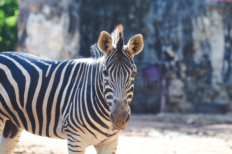 Portrait of Zebra Looking at Camera Stock Image - Image of stripes ...