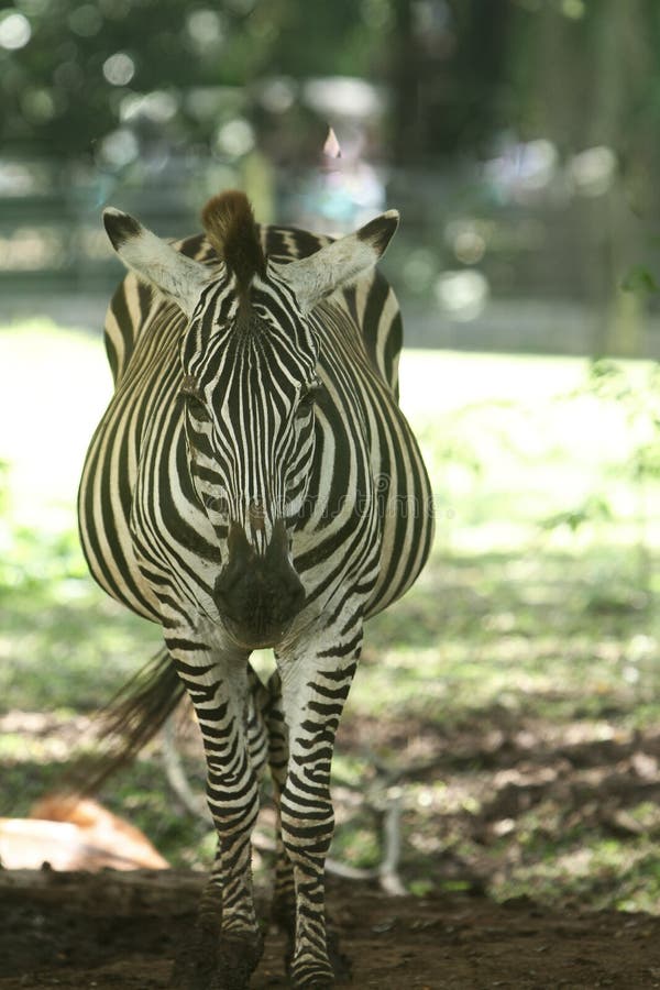 Portrait of a Zebra Looking at the Camera Stock Photo - Image of ...