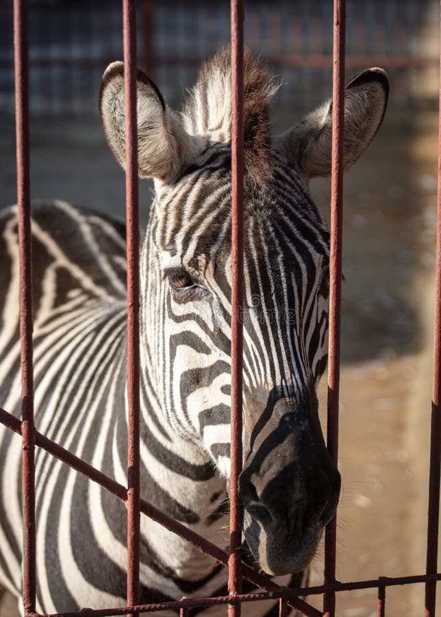 Portrait of a Zebra in the Metal Cage Stock Photo - Image of savanna ...