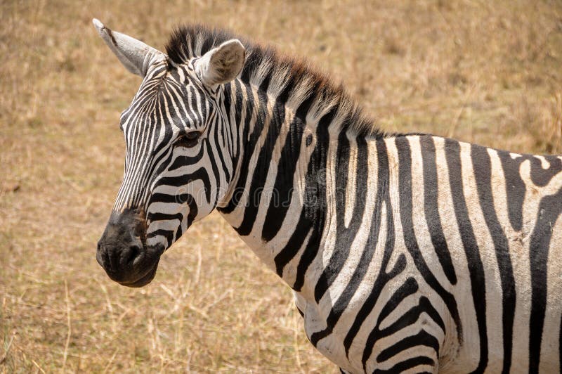 Portrait of a Zebra in Nature Stock Image - Image of african, prairie ...