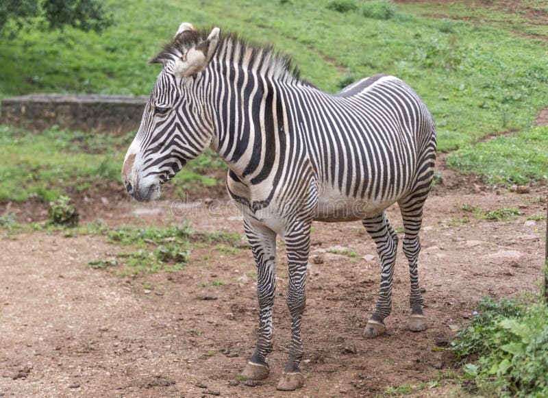 Zebra in a park stock photo. Image of mammal, hoof, white - 18623330
