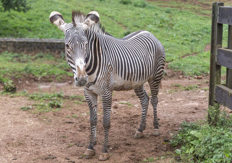 Zebra in a park stock photo. Image of mammal, hoof, white - 18623330