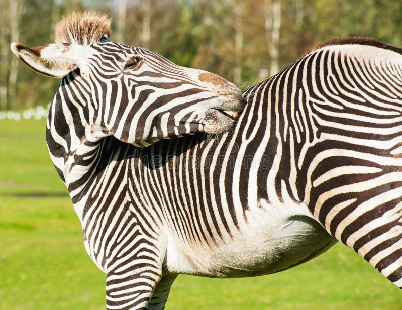 Zebra scratching its nose stock image. Image of hoof, nature - 2066791